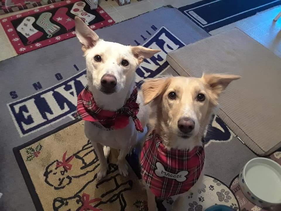 Fundraiser by Michelle Ely : Omani Paws Assistance Fund-ongoing support