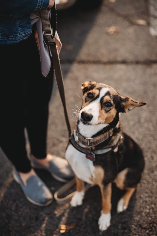 Fundraiser by Michelle Ely : Omani Paws Assistance Fund-ongoing support